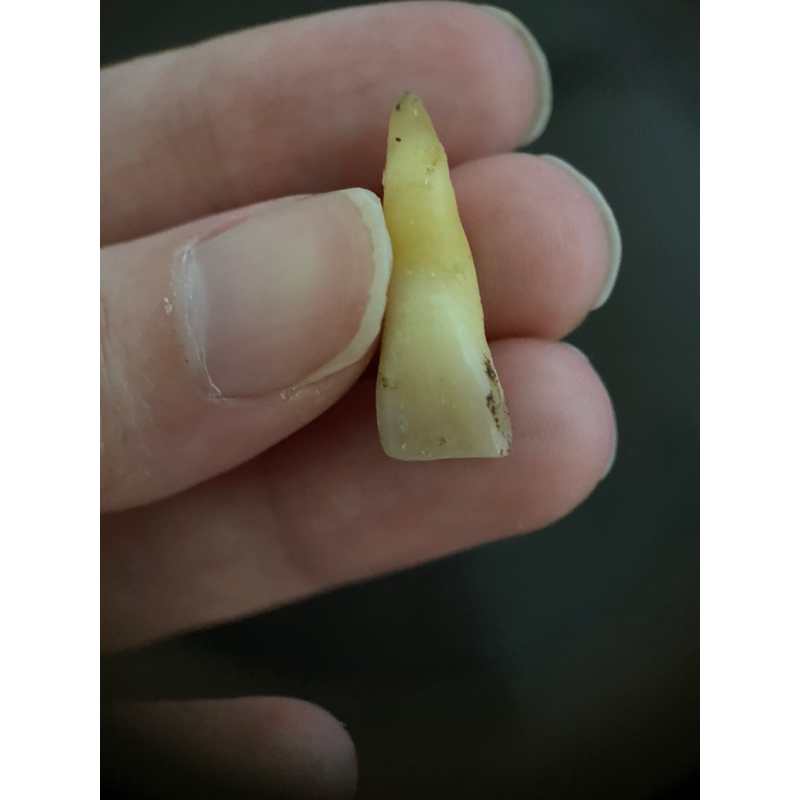 Jual gigi insisivus/ gigi anterior untuk praktikum | Shopee Indonesia