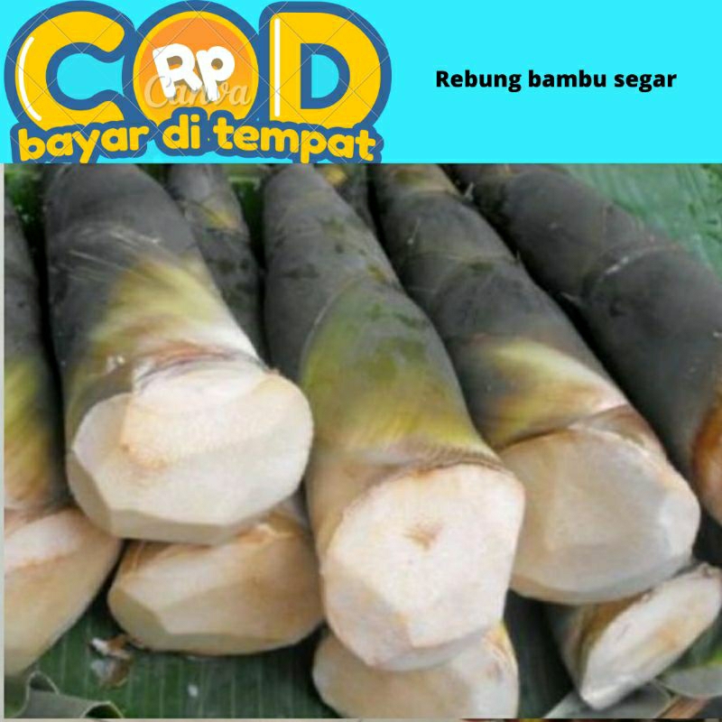 Jual Rebung bambu segar 1 kg | Shopee Indonesia