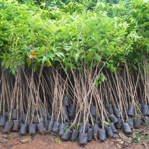 Jual Bibit Mahoni | Pohon Kayu Mahoni | Shopee Indonesia