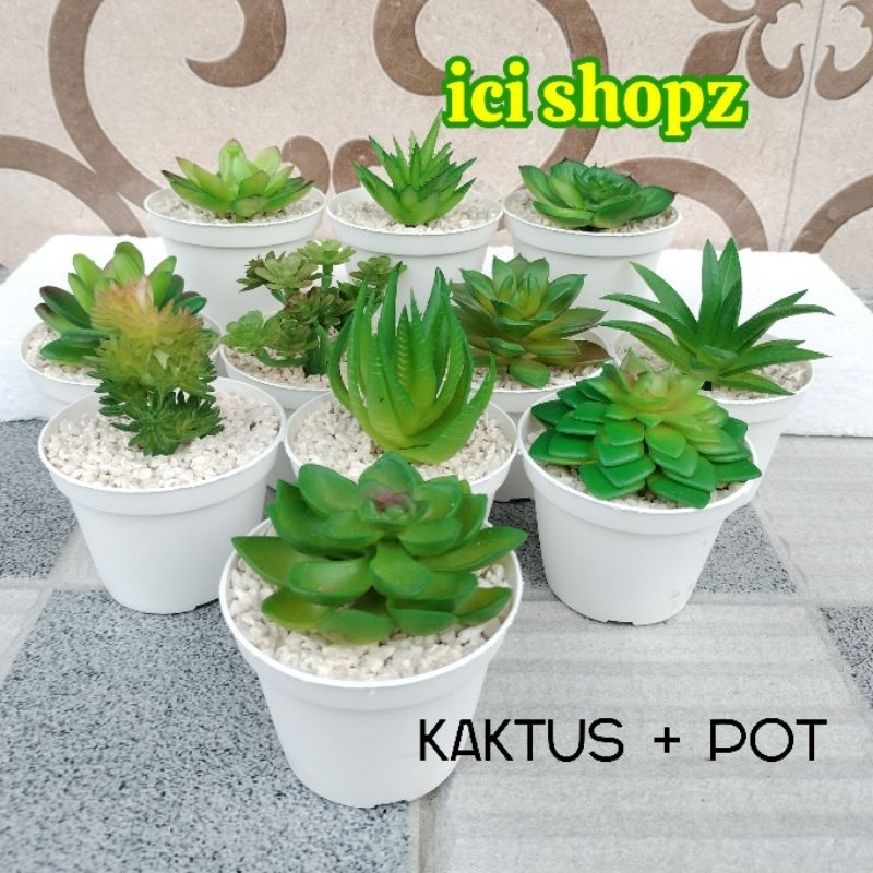 Jual Kaktus Mini Skulen + Pot Gelombang Mini & Pot Vanda 7Cm Kaktus ...