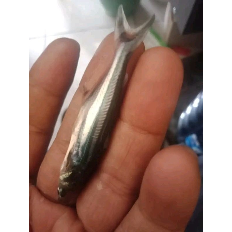 Jual Paket 500 ekor bibit patin ukuran 5-7 cm BONUS pakan pf500 1kg ...