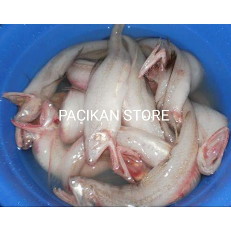 Jual IKAN lomek/Jambrong segar dan bergaransi | Shopee Indonesia