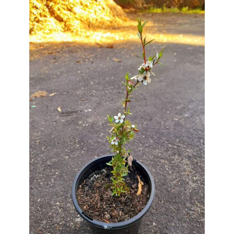 Jual Bibit LEPTOSPERMUM SCOPARIUM WHITE/Tea tree/Manuka PUTIH Tinggi ...