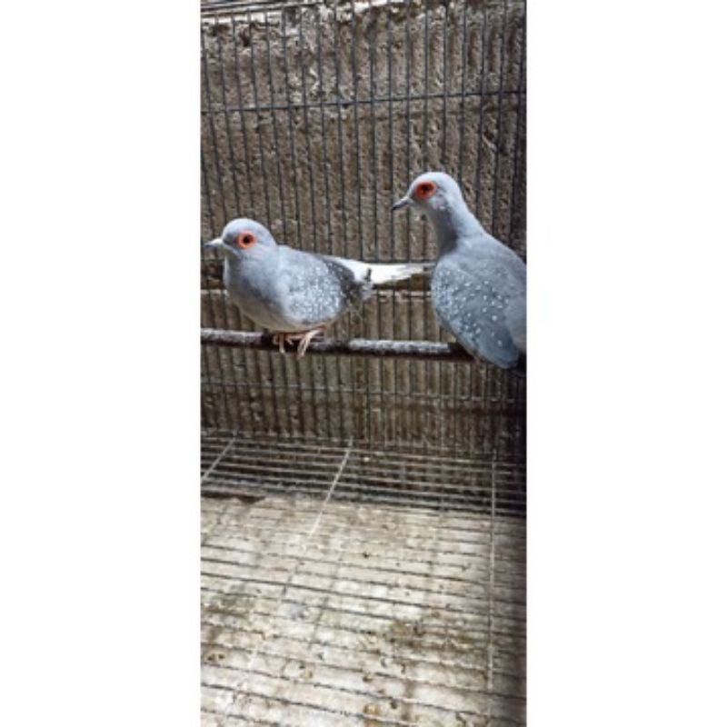 Jual BURUNG PERKUTUT MUTIARA WARNA LANGKA SEPASANG JANTAN DAN BETINA ...