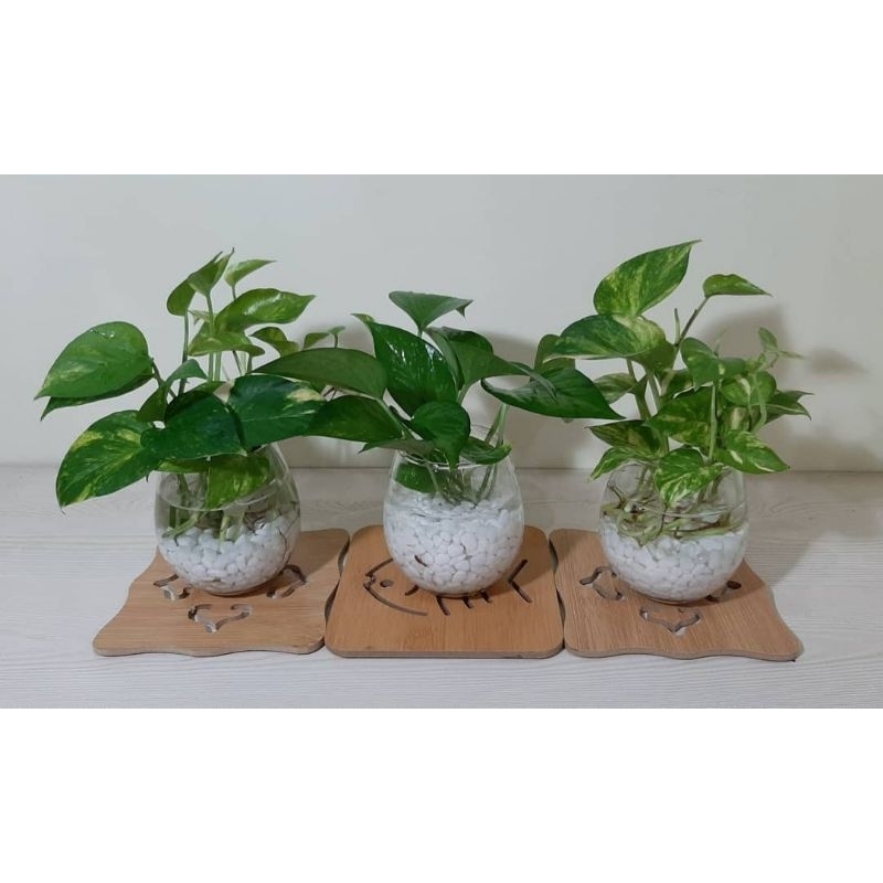 Jual Pot kaca + Batu / Gelas Kaca + Batu Putih untuk tanaman air ...