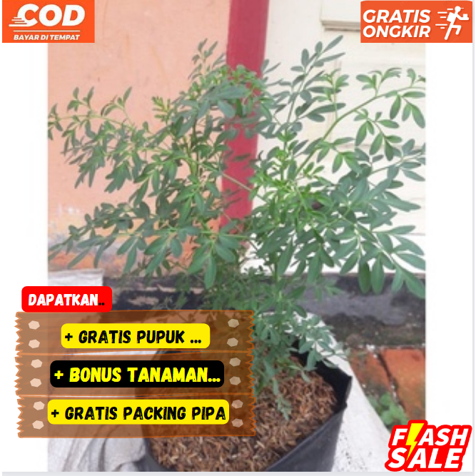 Jual Herbal Inggu Tanaman Untuk Meredakan Demam dan Sakit Kepala Untuk ...