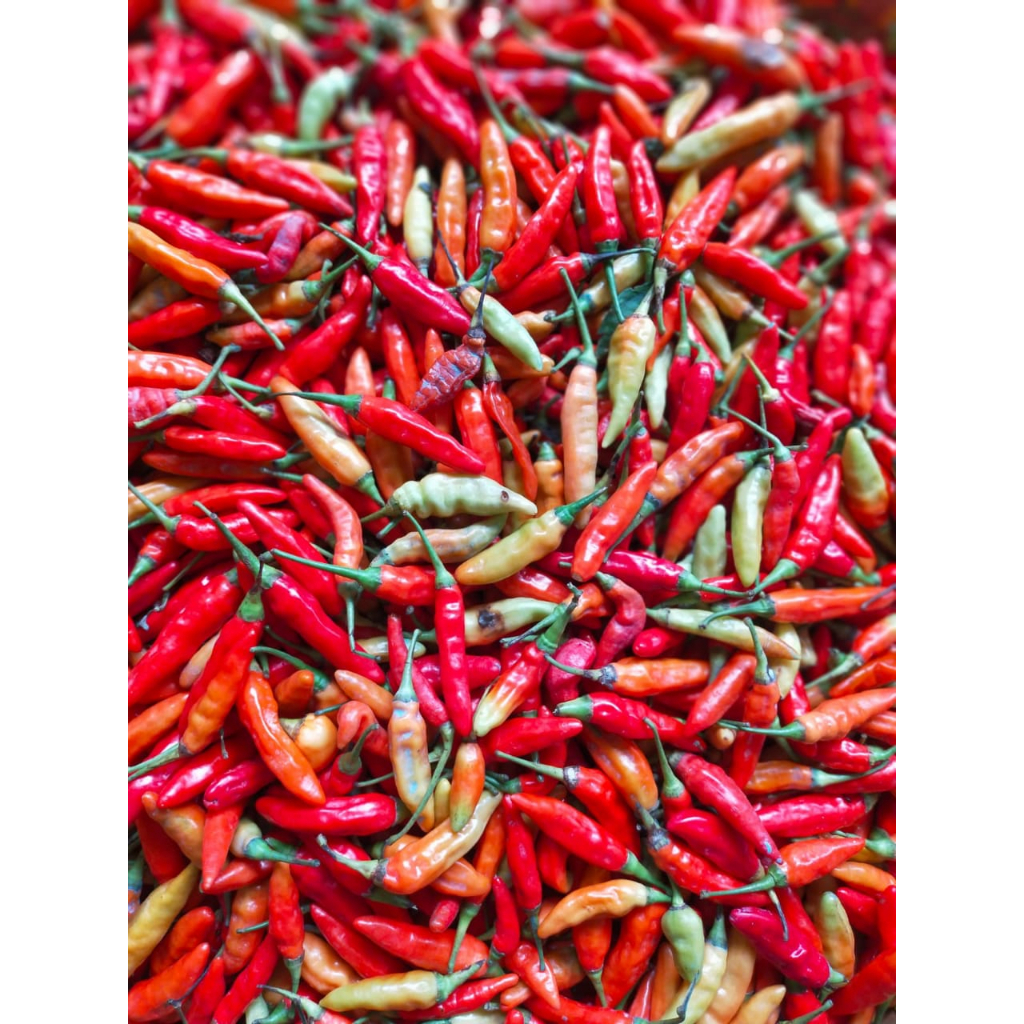 Jual CABAI / CABE RAWIT MERAH / CABAI RAWIT SETAN FRESH 500GR | Shopee ...