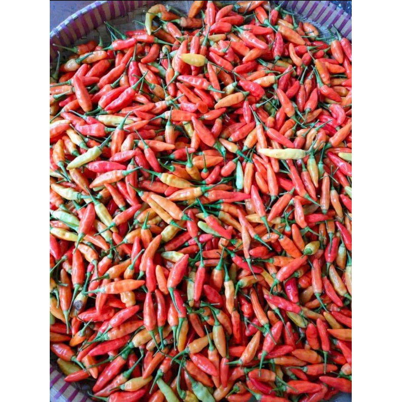 Jual Cabe Cabai Merah Rawit Super ORI | Shopee Indonesia