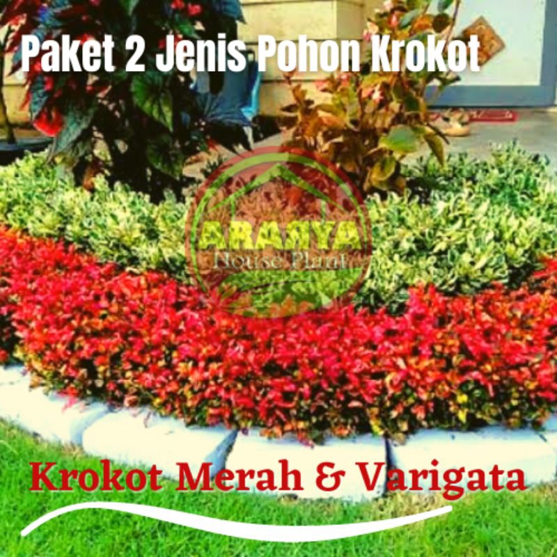 Jual Paket Krokot Merah Putih [Krokot Papua dan Krokot Varigata] 2 ...
