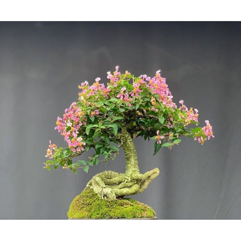 Jual bonsai sakura micro (siap pajang) | Shopee Indonesia