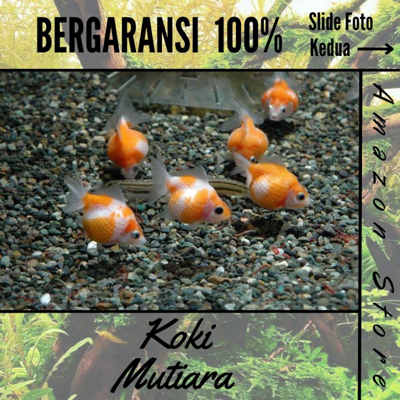 Jual Ikan Mas Koki Mutiara / Ikan Hias Air Tawar | Shopee Indonesia