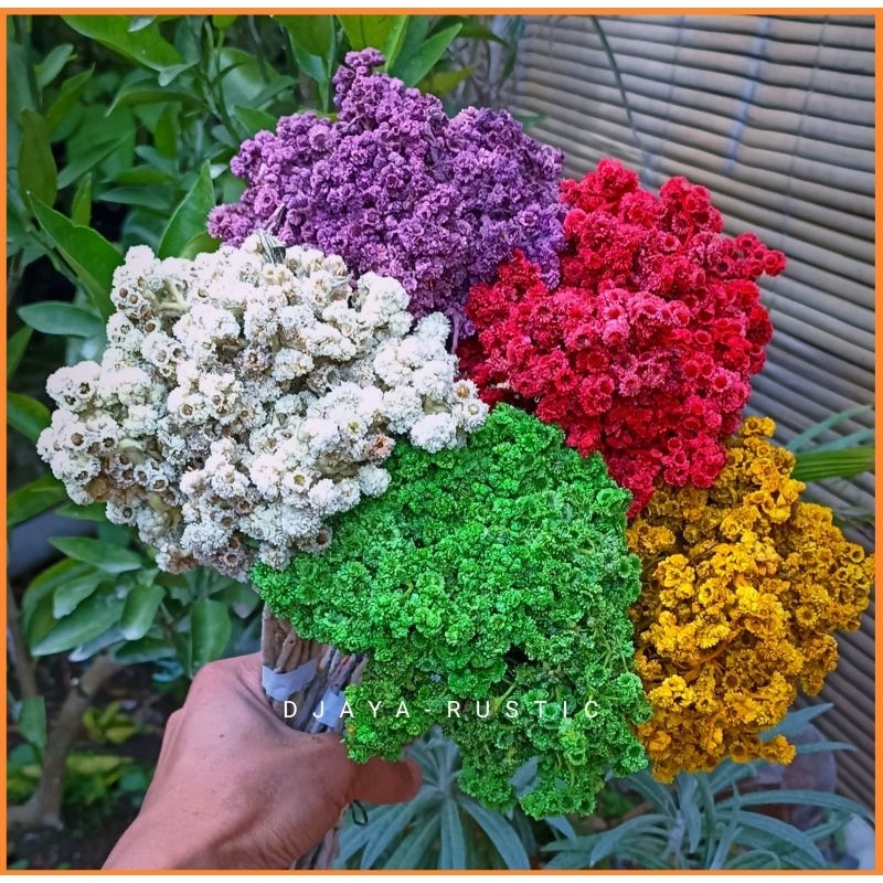 Jual Bunga Edelweis Bromo Asli Bunga Kering Bahan Buket | Shopee Indonesia
