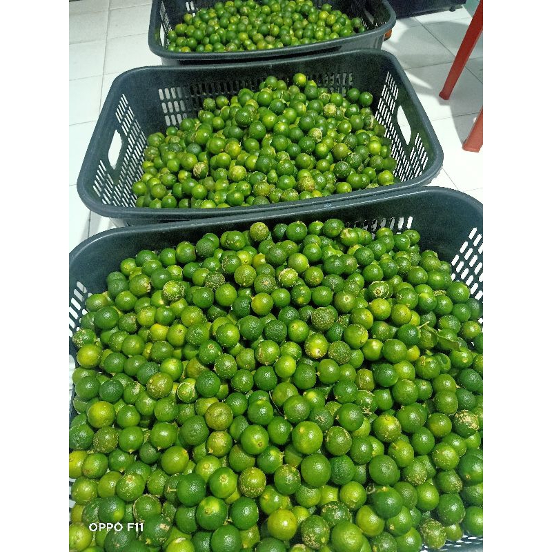 Jual 1 kg Sonkit / Jeruk Kasturi / Kalamansi / Lemon cui / Jeruk Kunci ...