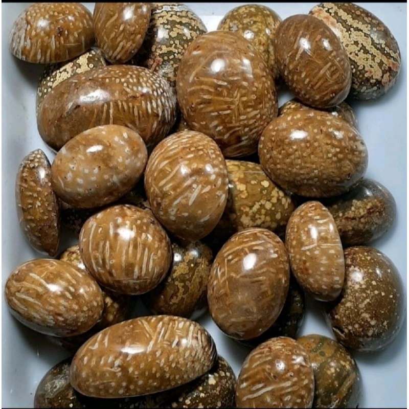 Jual batu posil aren harga per biji | Shopee Indonesia