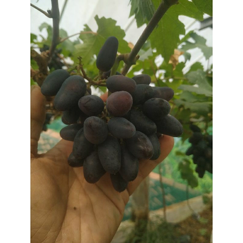 Jual Bibit anggur gozv dan taldun genjah tinggi 1 meter | Shopee Indonesia