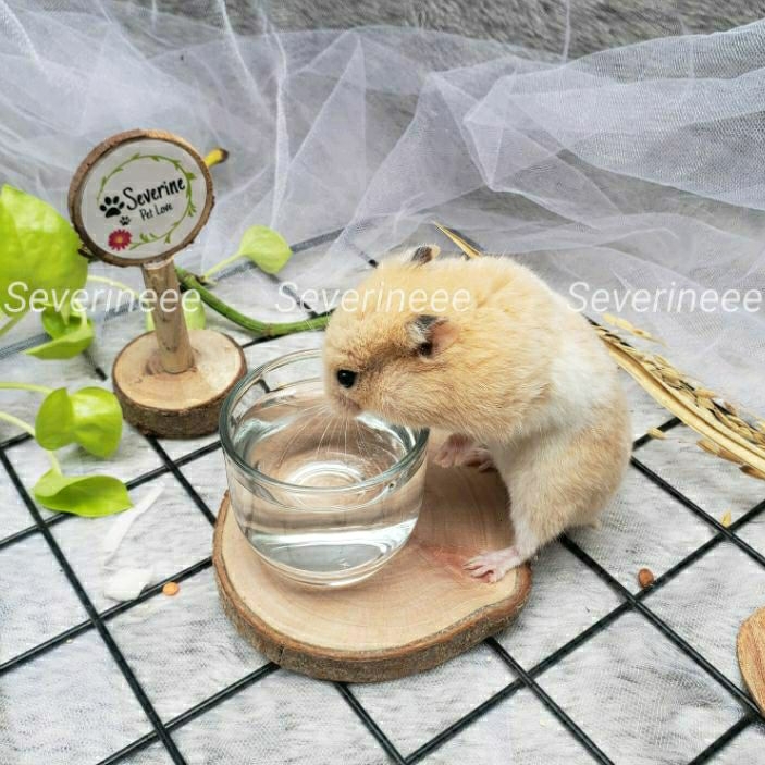 Jual Waterdish hamster | gelas hamster | botol minum hamster tempat ...