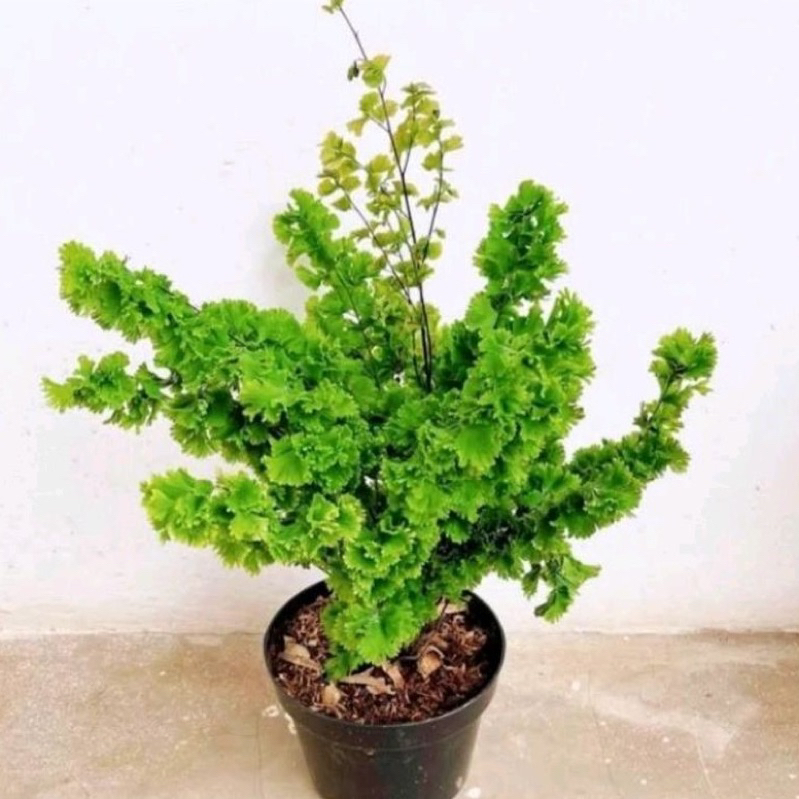 Jual ( BISA COD ) PROMO! Tanaman Hias Suplier Kriting Rimbun Tanaman ...