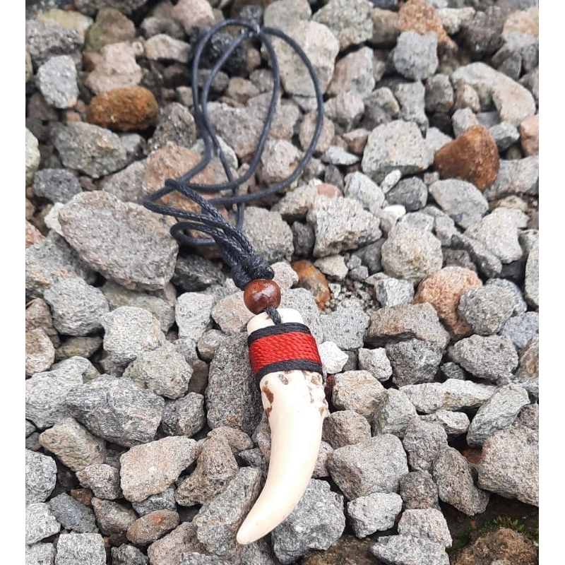 Jual KALUNG TARING HARIMAU KHAS DAYAK 6CM | Shopee Indonesia
