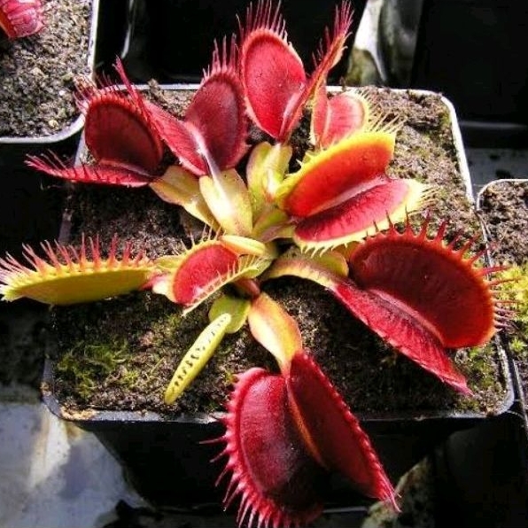 Jual Dionaea/Venus Fly Trap Fine Tooth X Red/Tanaman Pemakan Serangga ...