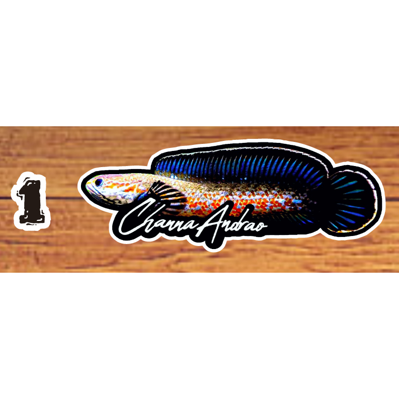 Jual STIKER IKAN CHANNA ANTI AIR #DESAIN 1 | Shopee Indonesia