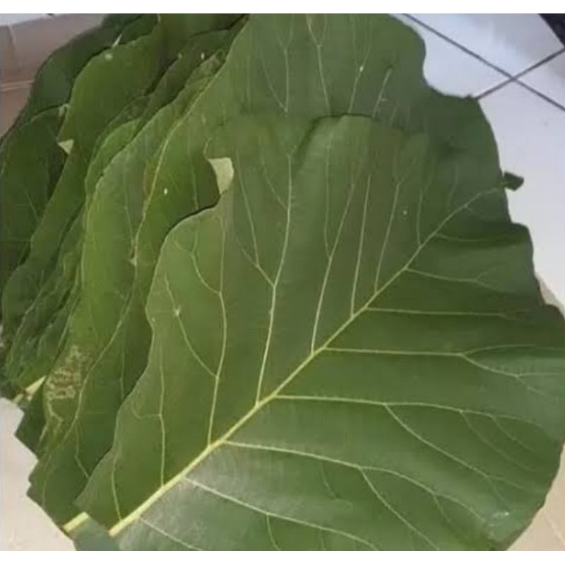 Jual DAUN JATI TUA / MUDA KONDISI SEGAR 500g | Shopee Indonesia