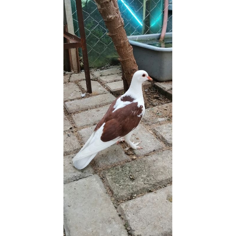 Jual Burung Merpati Dara Tinggian Kolongan Blantong Jembros Giring ...