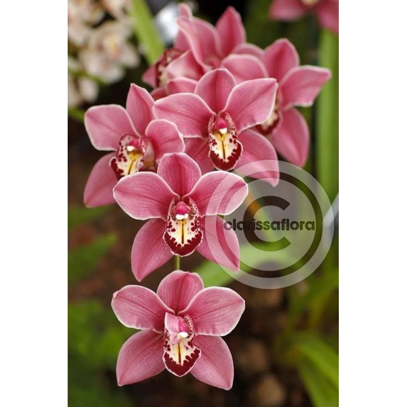 Jual PROMO tanaman hias anggrek tanah pink star | pohon anggrek tanah ...