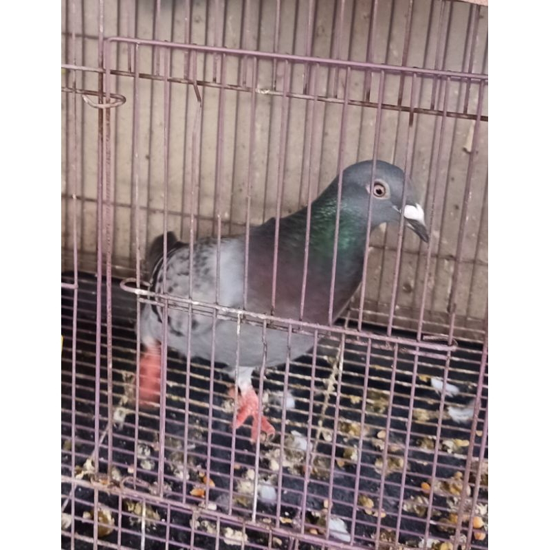 Jual burung merpati pos tritis satu | Shopee Indonesia