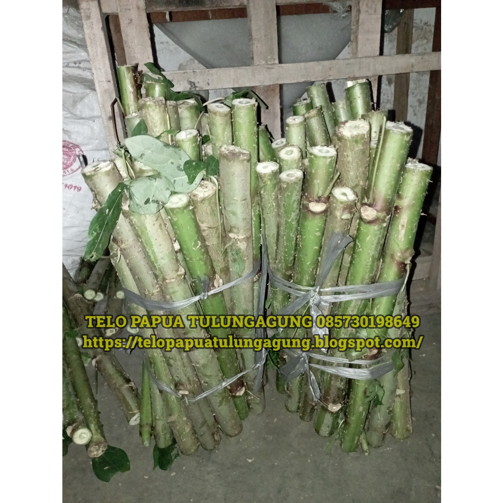 Jual Bibit Daun Gedi Merah / Telo Papua | Shopee Indonesia