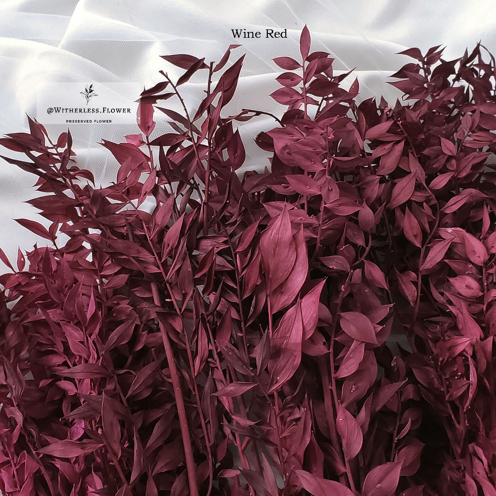 Jual 50 gr Preserved Ruscus Ruskus / Dried Flower Awetan / Bunga Kering ...