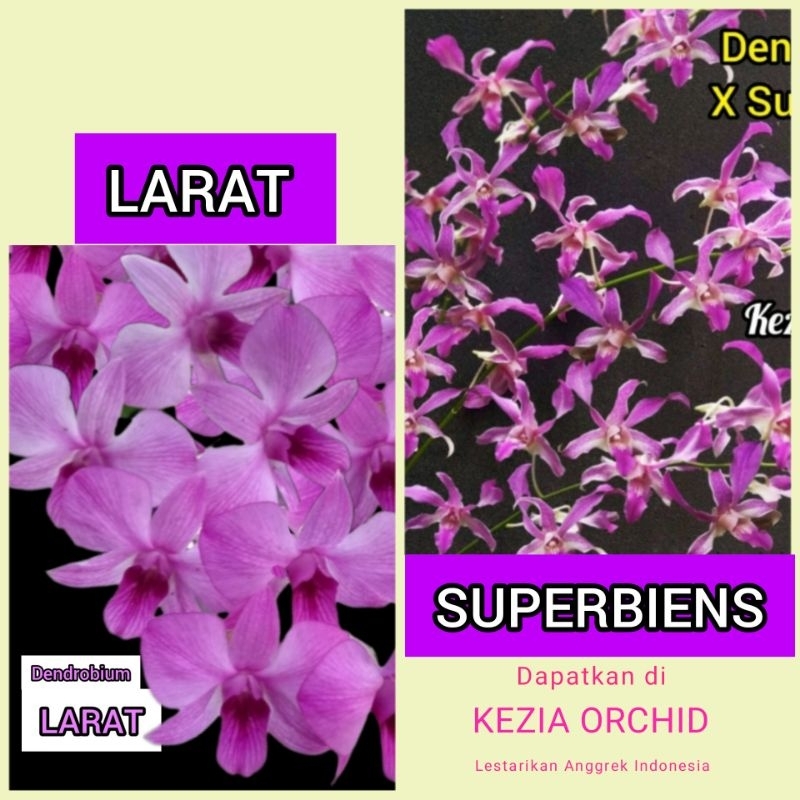 Jual Koleksi Anggrek Jadulan: SPIKE/KNOP Superbiens dan Larat ...