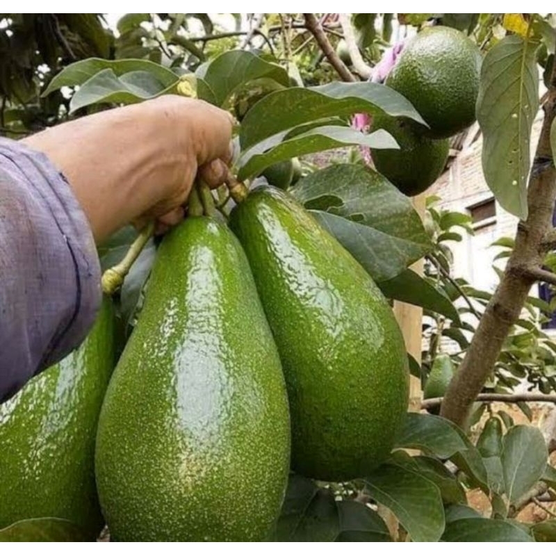 Jual bibit tanaman buah alpukat mentega jumbo,aligator,miki hasil ...