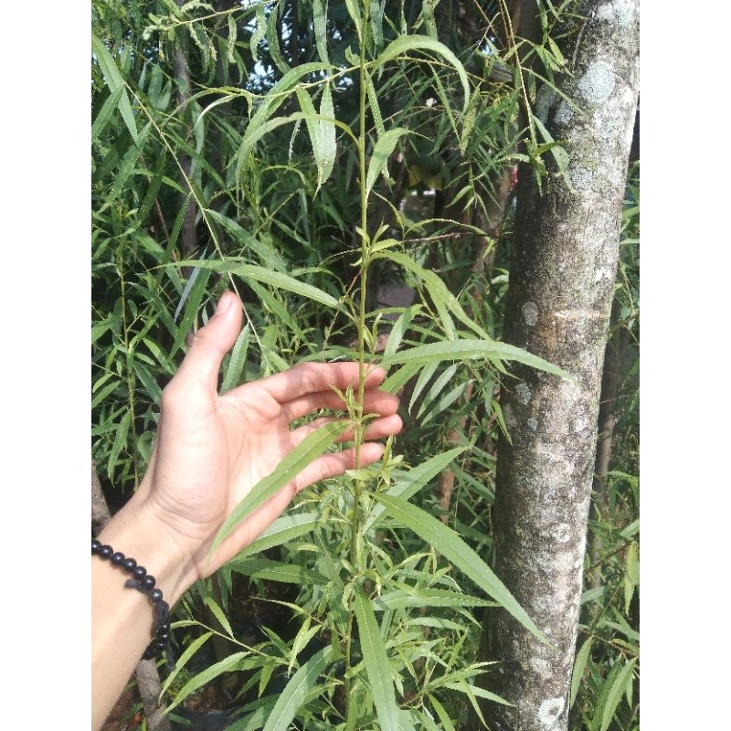 Jual tanaman pelindung liang liu - pohon liang liyu tinggi 2meter ...