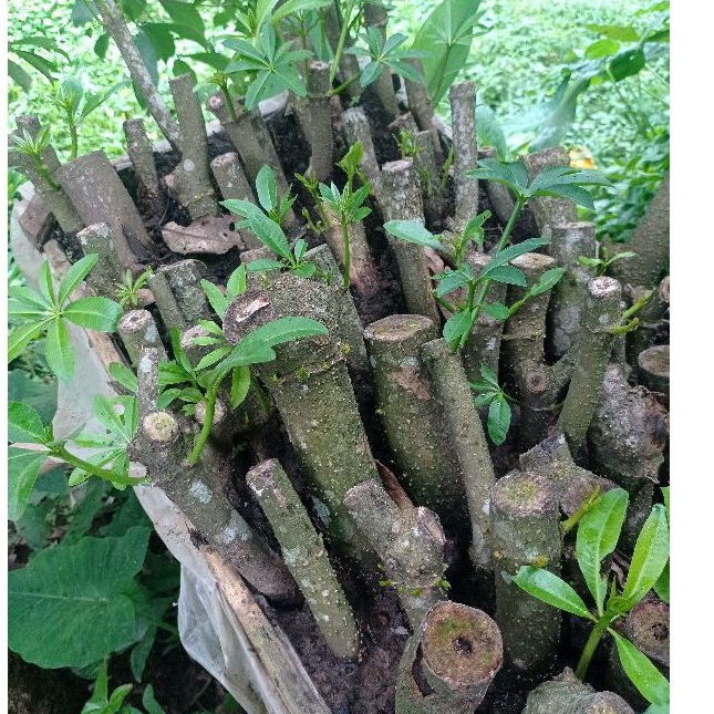 Jual Bibit stek pohon pule per 1stek | Shopee Indonesia