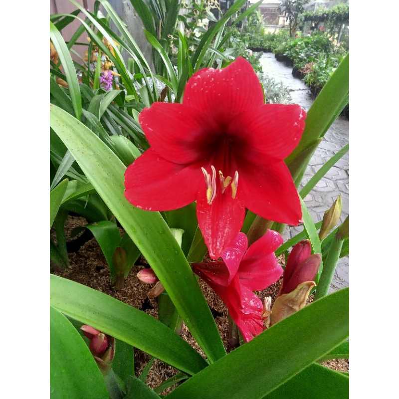 Jual Amarilis merah (Bisa COD) - bibit tanaman hias amarilis bunga ...