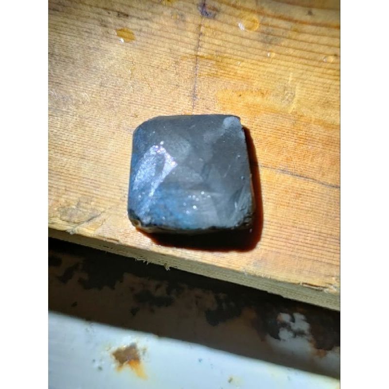 Jual Bacan hitam kenari biang warna biru | Shopee Indonesia