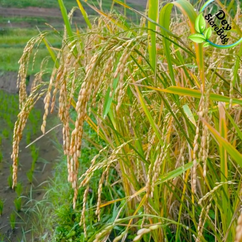 Jual gabah padi aladin beras merah 1 kg | Shopee Indonesia