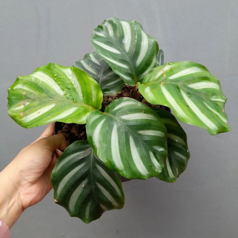 Jual { BISA COD } tanaman hias calathea pohon calathea hias indoor ...