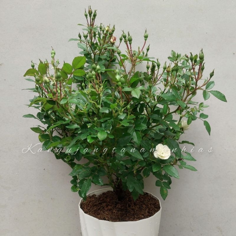 Jual TANAMAN MAWAR BEBI MINION SUPER RIMBUN | Shopee Indonesia