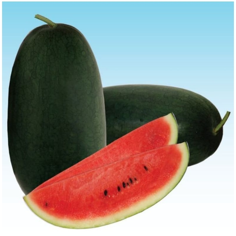 Jual BUAH SEMANGKA BABY BLACK/SEMANGKA INUL MERAH/SEMANGKA LONJONG ...