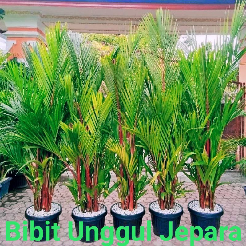 Jual PALEM MERAH PINANG MERAH | Shopee Indonesia