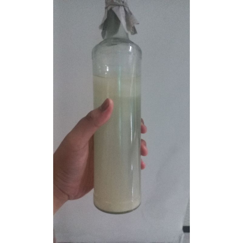 Jual Termurah Bibit Nata de Coco - Starter Acetobacter Xylinium , Bisa ...
