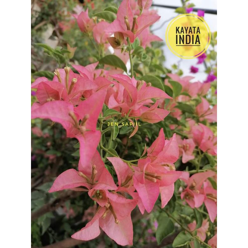 Jual Bougenville kayata India batang ORI dan sambung | Shopee Indonesia