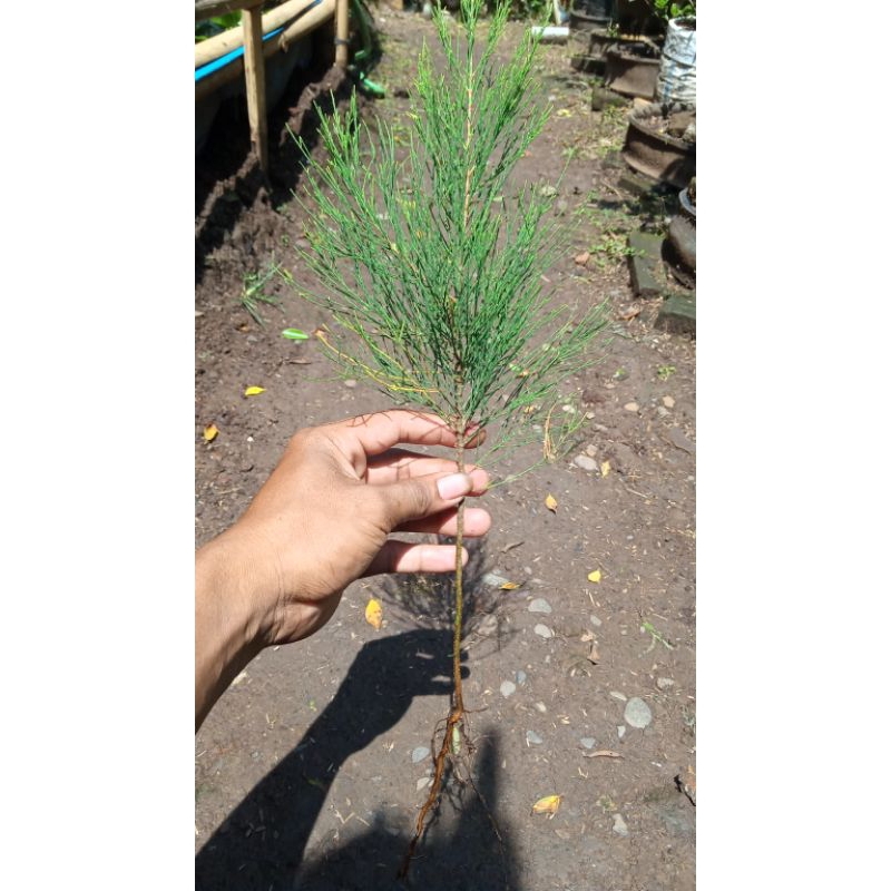 Jual bibit cemara dari biji bahan bonsai | Shopee Indonesia