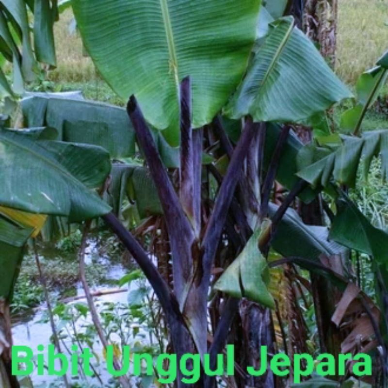 Jual BIBIT PISANG HITAM PISANG WULUNGG | Shopee Indonesia