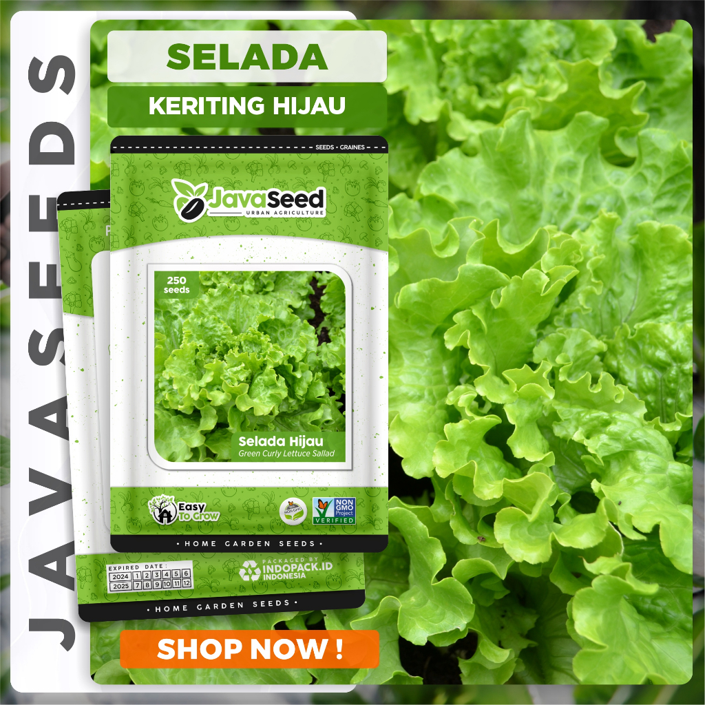 Jual Benih Selada Keriting Hijau Green Lettuce Grand Rapids 250 Benih | Shopee Indonesia