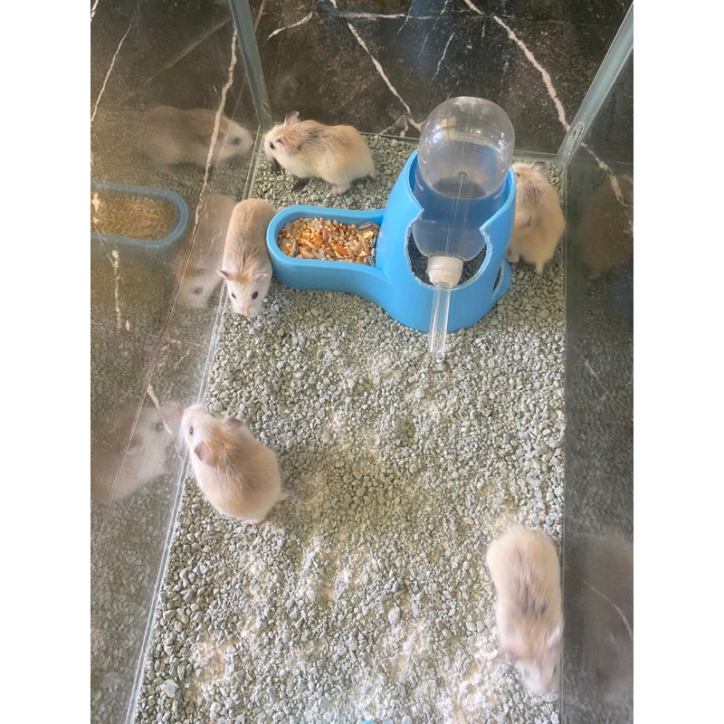 Jual Hamster Berbagai Jenis (Winter, Campbell, Syirian, Roborovski ...
