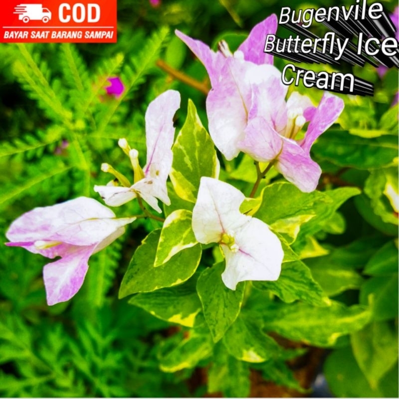 Jual Bougenvile Butterfly Ice Cream ORI/ Bugenvil ice cream/ Bugenvil ...