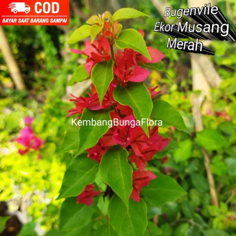 Jual (BESAR) Bugenvil Ekor Musang Merah Ori/ Bougenvil Ekor Musang ...