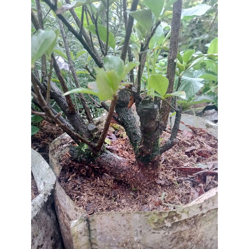 Jual Bahan Bonsai Melati Costa (batang besar) | Shopee Indonesia